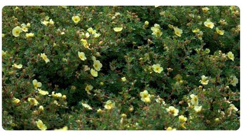 The 8 Best Herbs For Lyme Disease The Botanical Institute