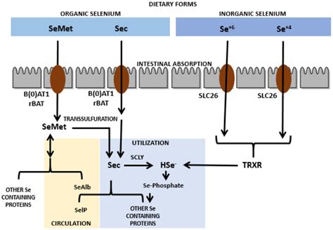 Absorption And Metabolism Of Selenium Nanoparticles Download