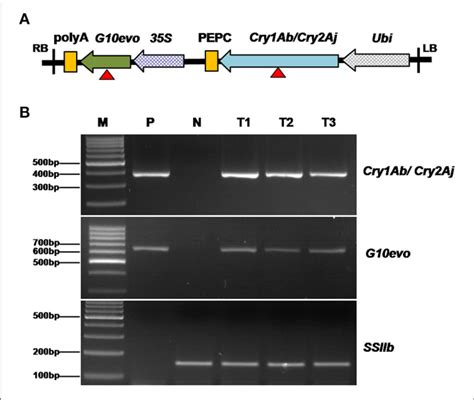 Detection Of Genetically Modified Maize Sk12 5 A Organization Of Download Scientific