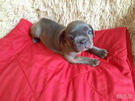 Френски Булдог в Френски булдог в с Паничери Id41760406 — Bazar Bg