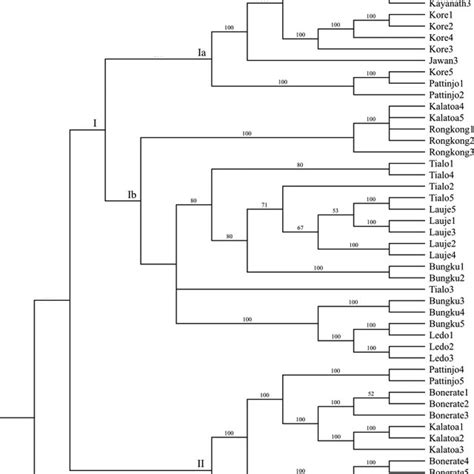 Unweighted Pair Group Method Of Averages Dendrogram Of Zingiber
