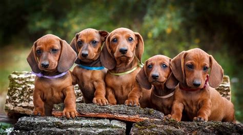 Pugnaces Britanniae Vs Dachshund Breed Comparison