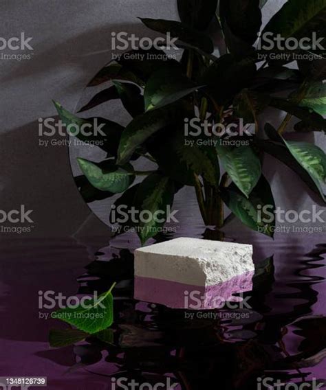 돌과 녹색 단풍 식물의 조각은 물에 떠 추상 3d 개체 배치 및 제품 홍보를위한 자연 배경을 렌더링 강단에 대한 스톡 사진 및 기타 이미지 Istock