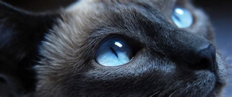 4k Cat Desktop Wallpapers Wallpaper Cave