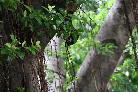 Wild Variable Squirrel June 2016 Zoochat