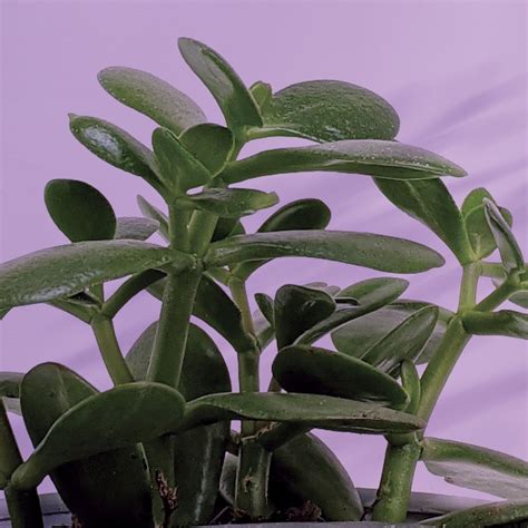 Ultimate Plant Guide Tips To Keep Your Houseplants Alive