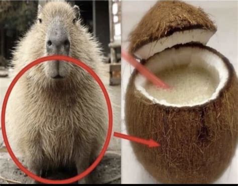 Capybara Egg Rcapybara