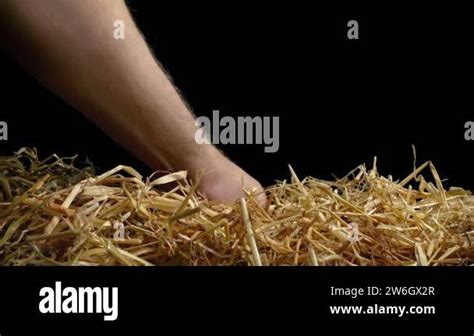 needle in haystack stock videos and footage hd and 4k video clips alamy