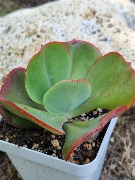 Купити Echeveria Itena Корея Магазин кактусів та інших сукулентів