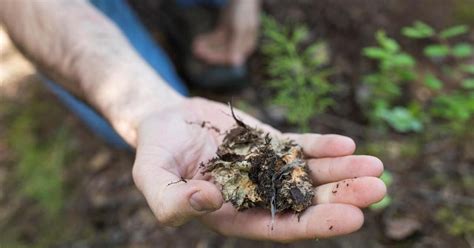 Uaa Team Developing Biodegradable Insulation