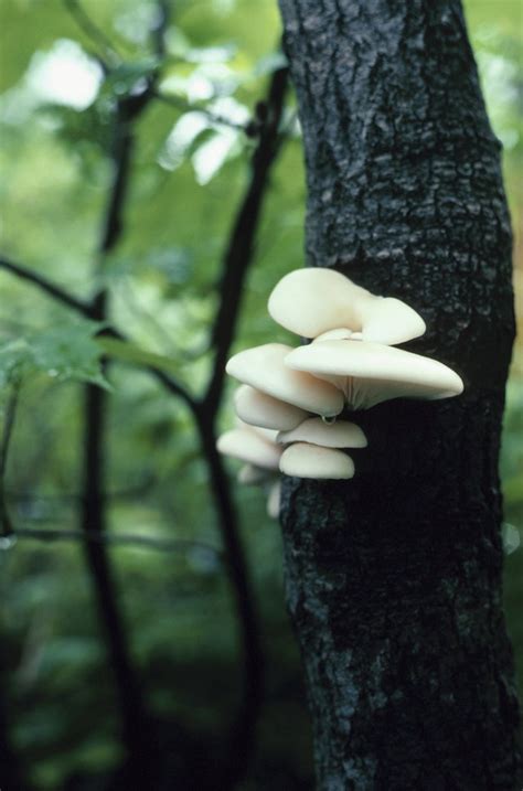 Is Tree Fungus Dangerous To Humans Ehow