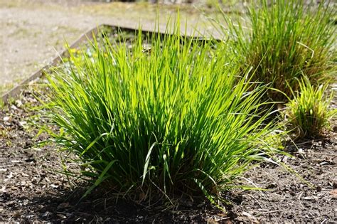 Premium Photo Green Grass Bush Horizontal Photograph