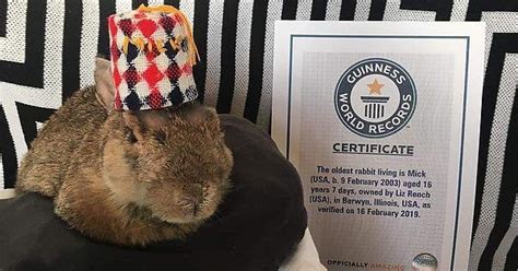 Mick The Worlds Oldest Living Rabbit Rabbits