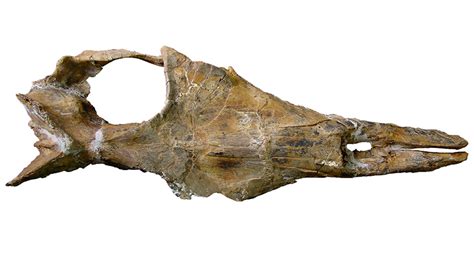 Ancient Whale Tells Tale Of When Baleen Whales Had Teeth