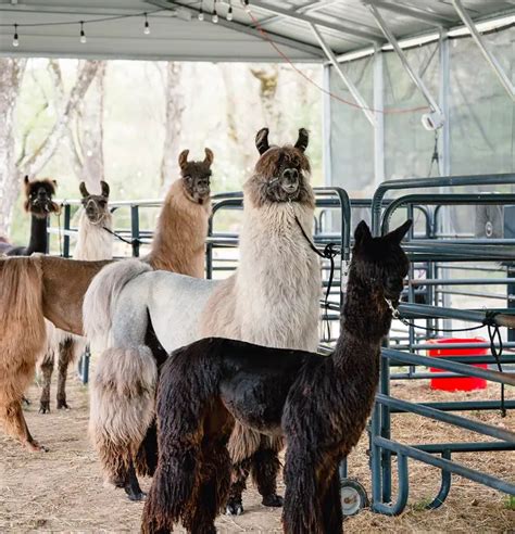 Farm Tours Ellaberry Llama Farm