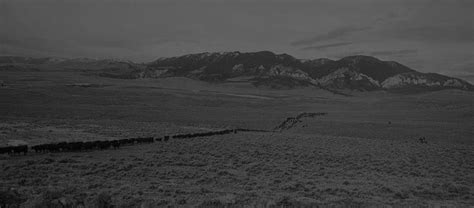 Why Our Api 406 Bovine Facial Recognition For Livestock