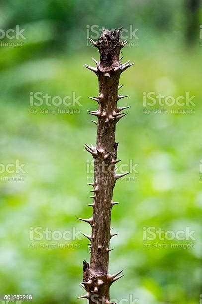 Detail Devils Walking Stick Foto Stok Unduh Gambar Sekarang Apiales Duri Atribut Pabrik