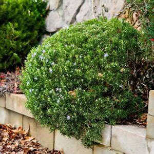 13 Of The Best Rosemary Varieties Gardeners Path