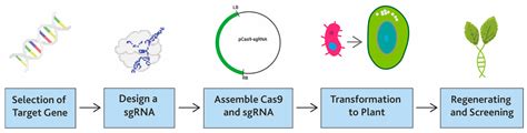 Recent Developments In Crisprcas9 Genome Editing Technology Related To
