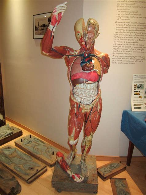 Musee De Lecorche Danatomie Le Neubourg Qué Saber Antes De Ir