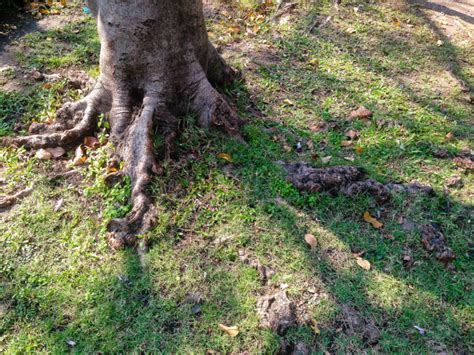 Tree Root Damage Understanding Causes Treatment And Prevention Excel Tree Care