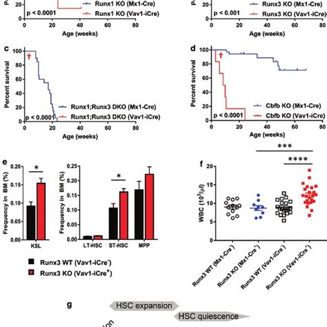 2 Comparison Of Phenotypes Of Runx1 Runx3 Runx1 Runx3 And Cbfb Download Scientific Diagram
