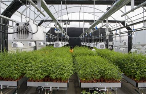 Icrisat To Deliver World Class Services As Cgiars Breeding Resources South Asia Hub