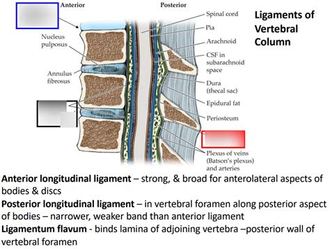 Median Plane Ligaments Of Vertebral Column Diagram Quizlet