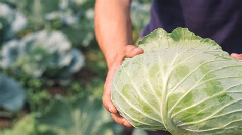14 Types Of Cabbage Varieties Explained