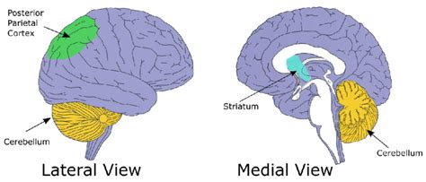 Brain Regions Involved In Egocentric Spatial Representation Download