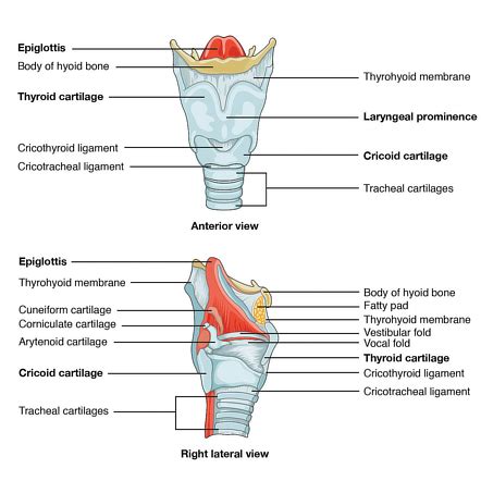 Cricoid Cartilage