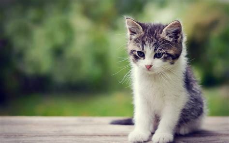 Cute Kitten Desktop Wallpaper 60 Images