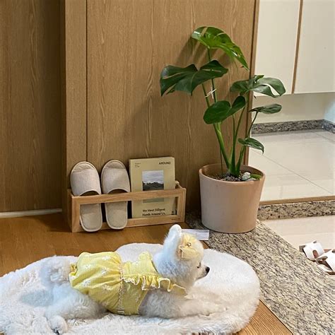 일본인 아내와 한국인 남편의 신혼집 한일부부의 우드 스타일 29평 아파트 꾸미기 네이트뷰