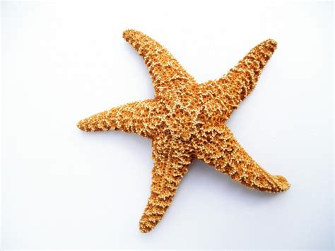 200000 Gambar Bintang Laut And Bintang Gratis Pixabay