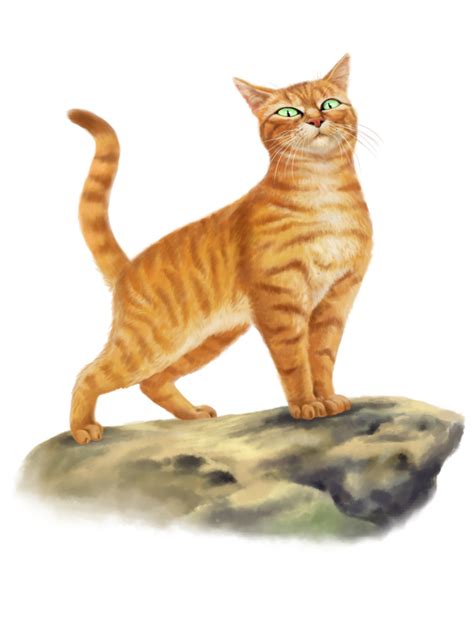 Estrella De Fuego Wiki Los Gatos Guerreros Fan Traducciones Fandom
