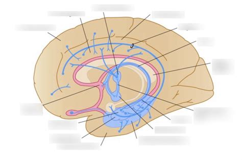 Schematic Illustration Of Pathways Between The Hippocampal Formation