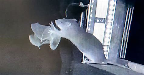 Brown Rats Have Learned To Hunt Bats And Scientists Are Stoked Ebaums World