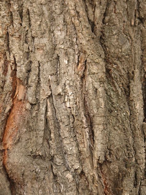 Tree Texture Free Photo Download FreeImages