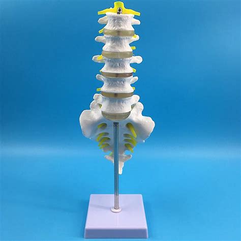 Life Size Lumbar Spine Model Lumbar Vertebral Spine Anatomy Model For