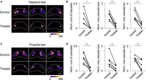 Gap Junction Blockers Reduce Neuronal Cascade Intensity A