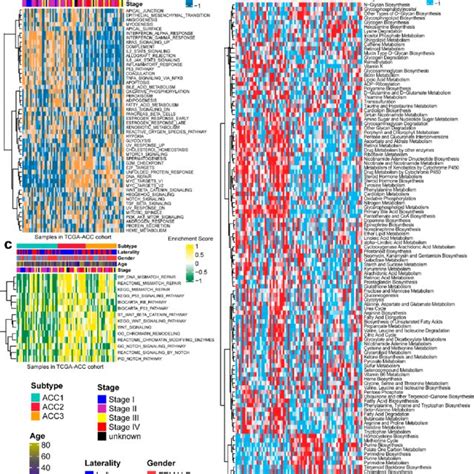Recognition Of The Adrenocortical Carcinoma Multi Omics Classification