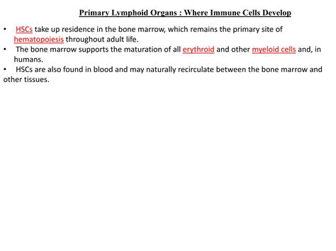 Primary Lymphatic Organs System Of Human Ppt