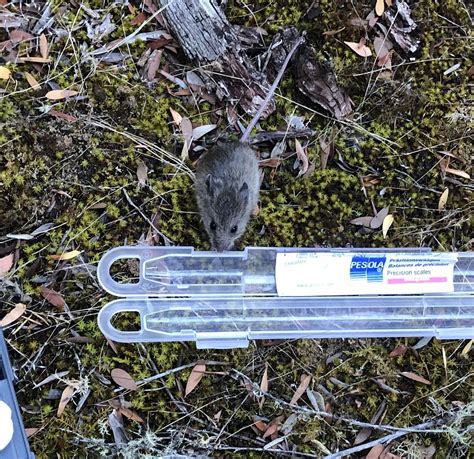 Pookila Masterful Mice Worth Protecting