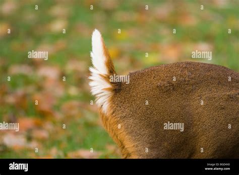 Muntjac Deer Scent Glands Youtube At Caitlyn Lavater Blog