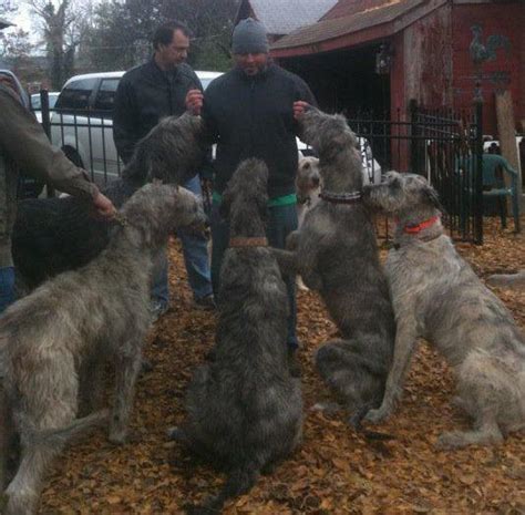 My Favorite Training Day And 14 Irish Wolfhounds Pak Masters Dog