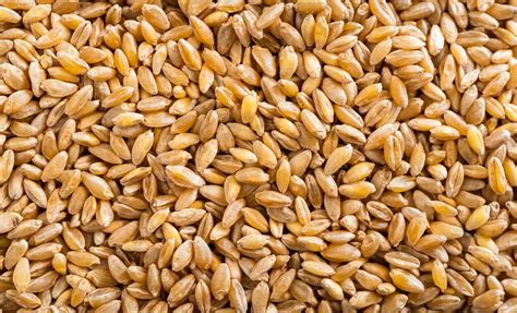 Durum Wheat The Best Varieties And Growing Secrets Trianex Agro