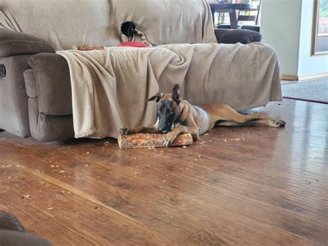 Lil Schulz X After Receiving Some Of That Blue Chew Rbrilliantidiots