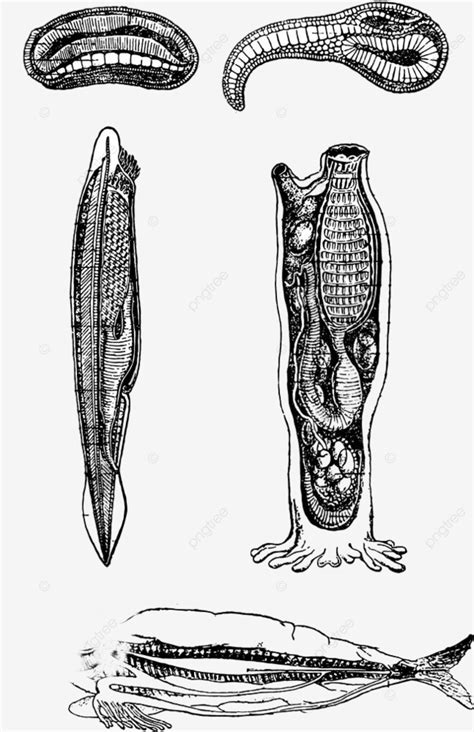 Vertebrae Vector Hd Images Transition From The Invertebrate To The