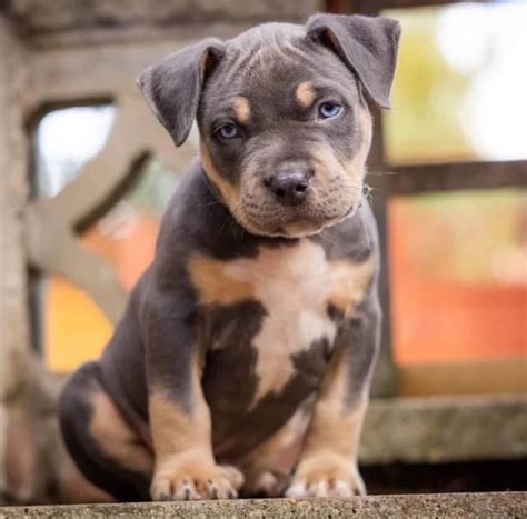 Pocket Pitbull Blue Nose Pitbull Puppies For Sale