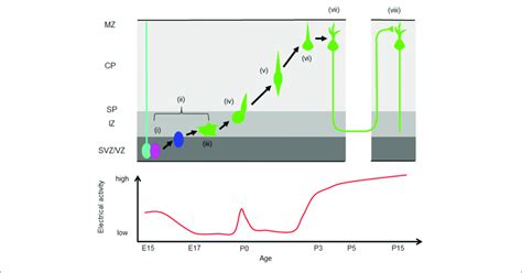 Correlation Between Electrical Activity And Neocortical Development Download Scientific